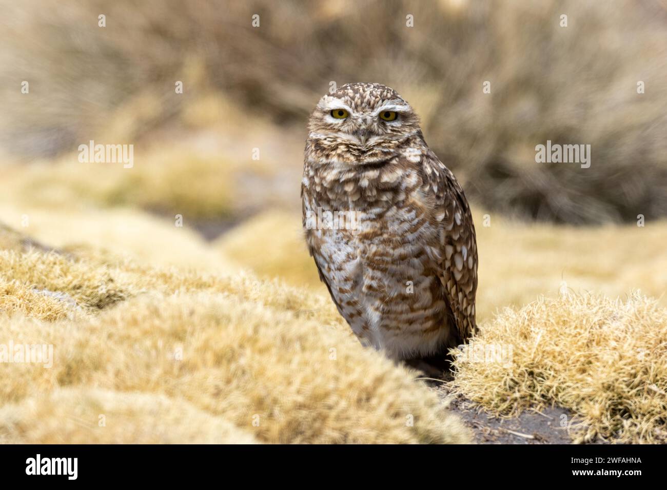 Burrowing owl photography hi-res stock photography and images - Alamy