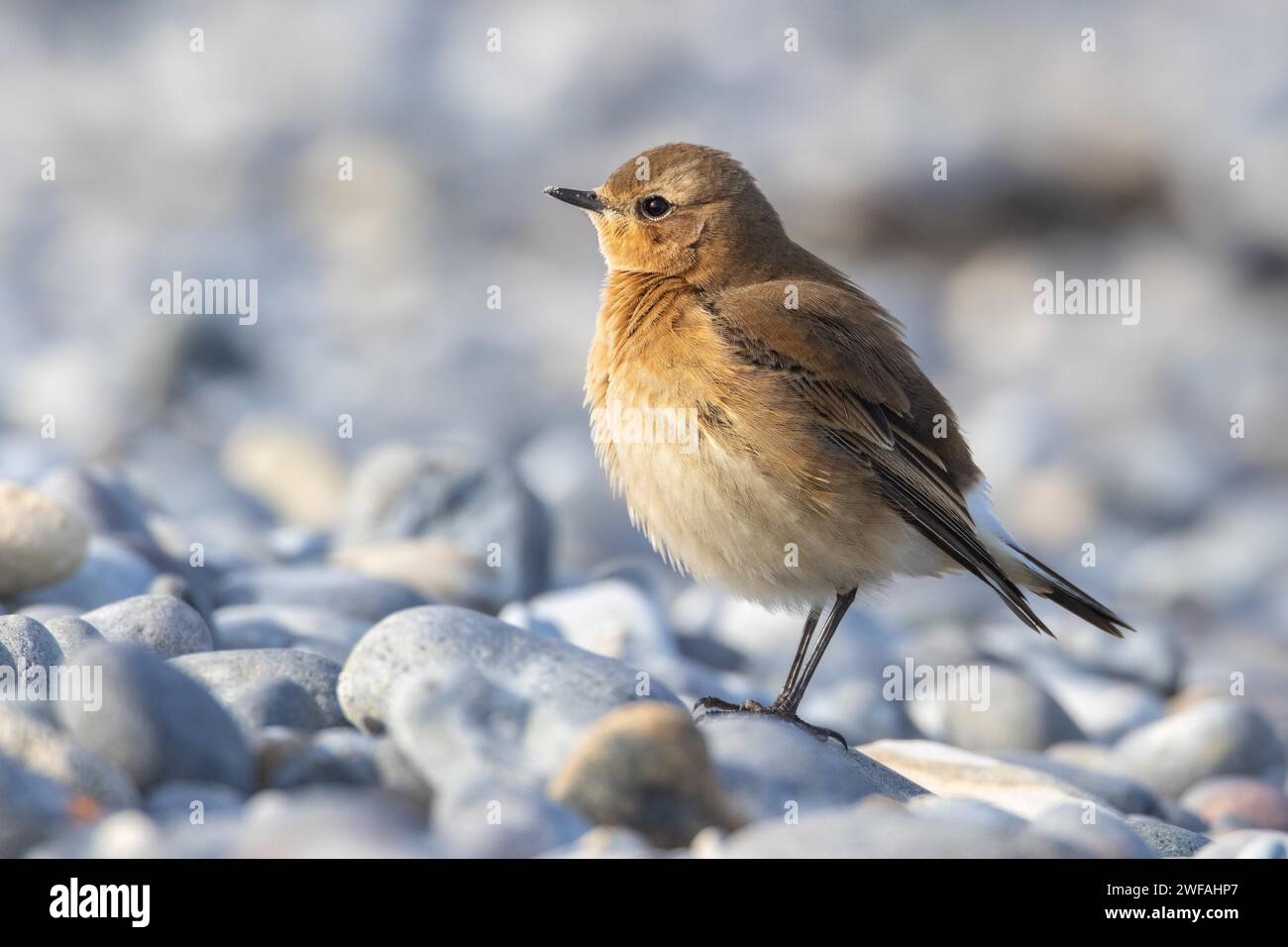 Passerine wheatear hi-res stock photography and images - Alamy