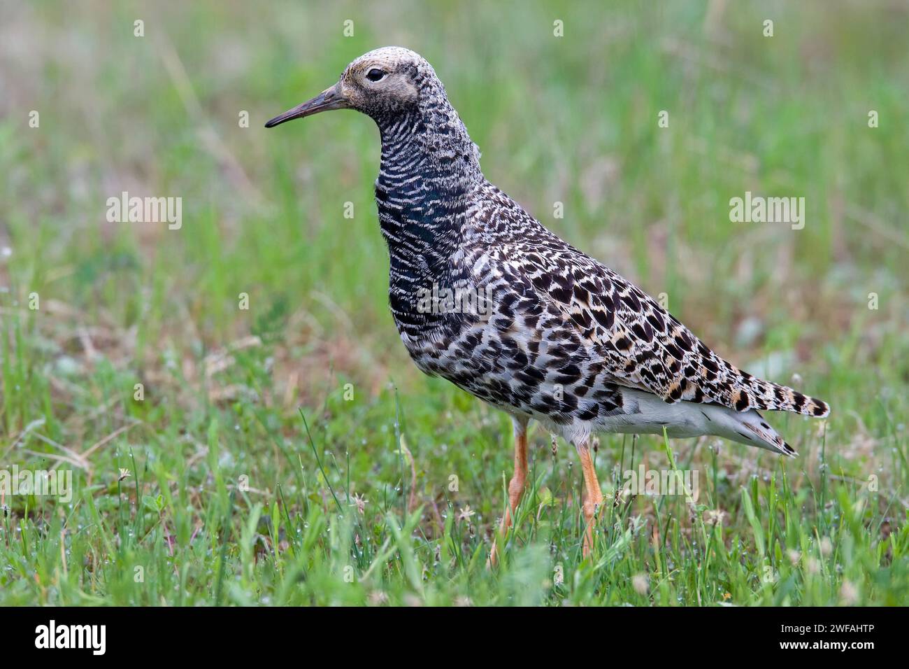 National bird of belarus hi-res stock photography and images - Alamy