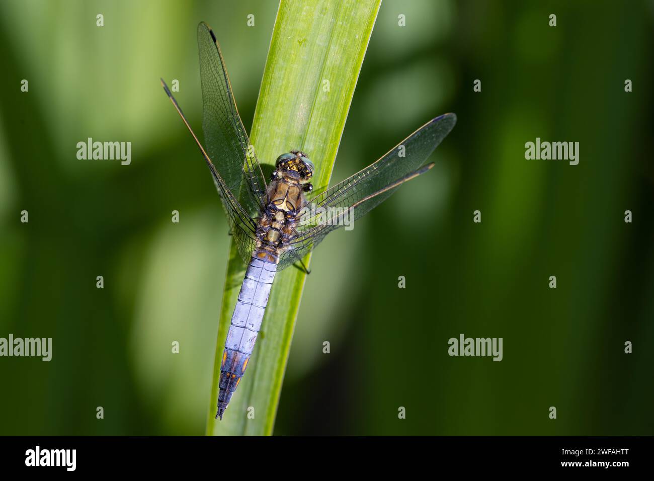Large blue arrow Stock Photo - Alamy