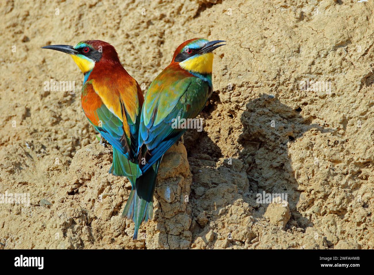 Bee eater bird hi-res stock photography and images - Alamy