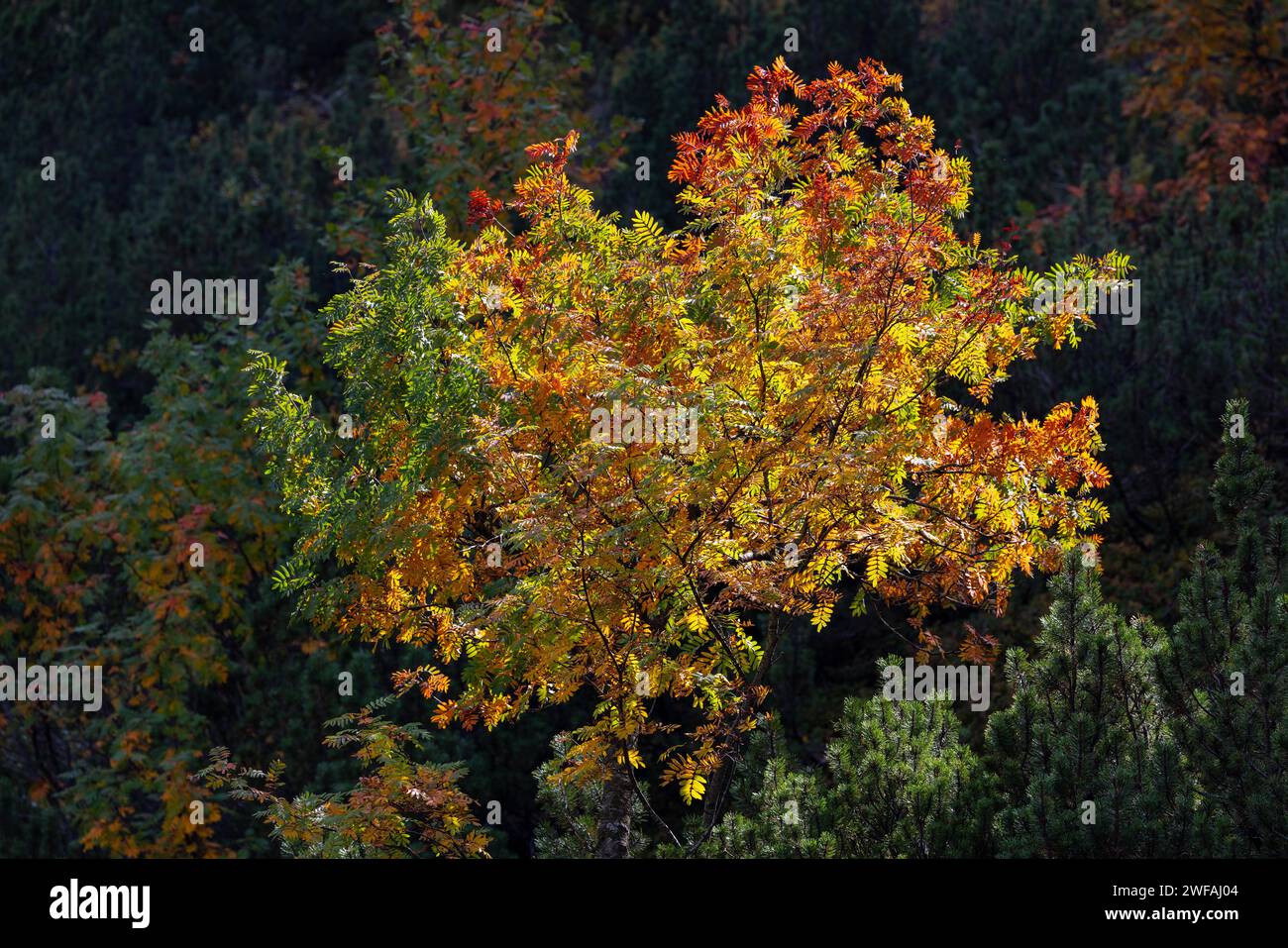 Autumn atmosphere in Kleinwalsertal tree foliage Stock Photo - Alamy