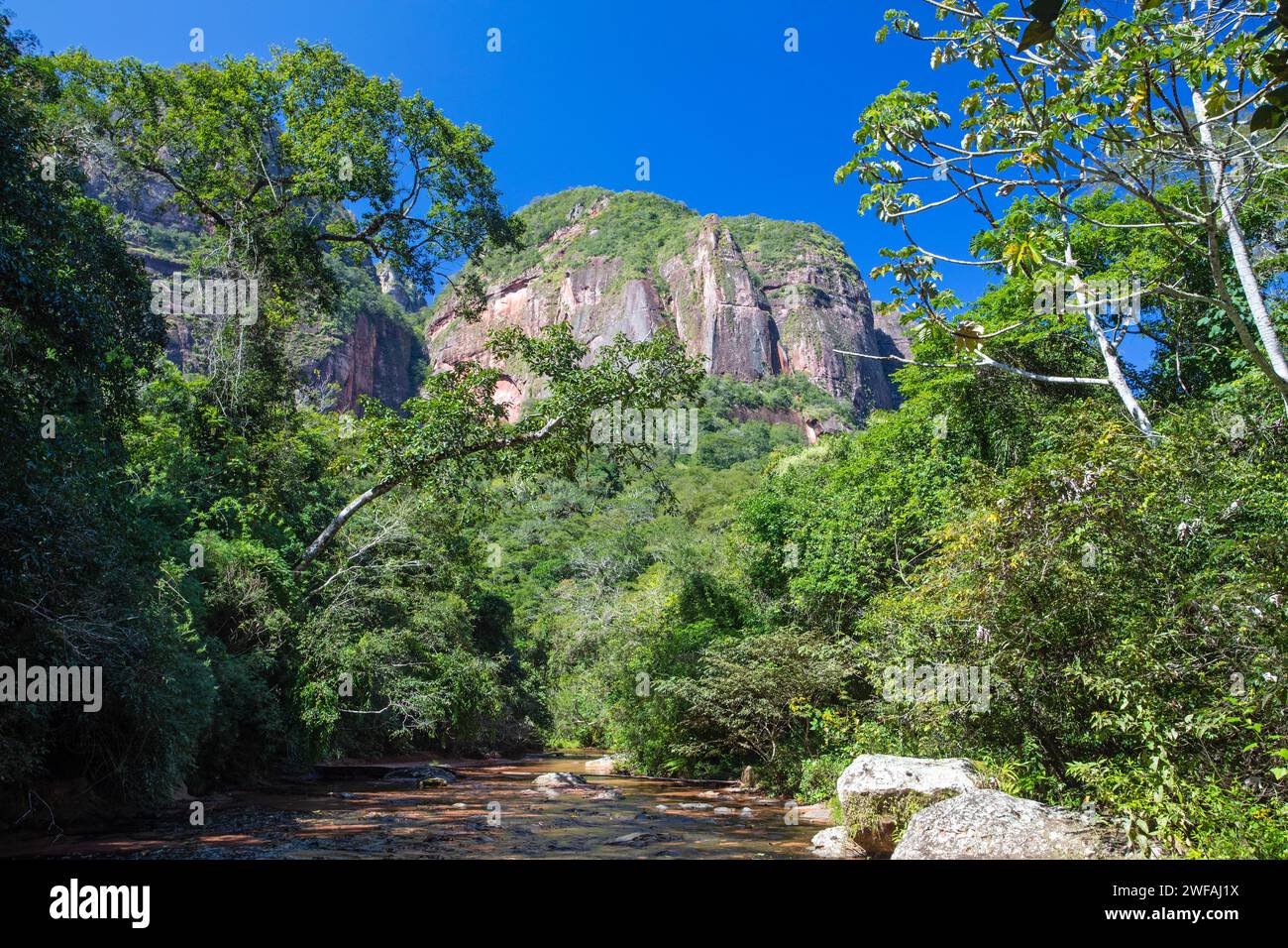Amboro National Park Bolivia Stock Photo - Alamy