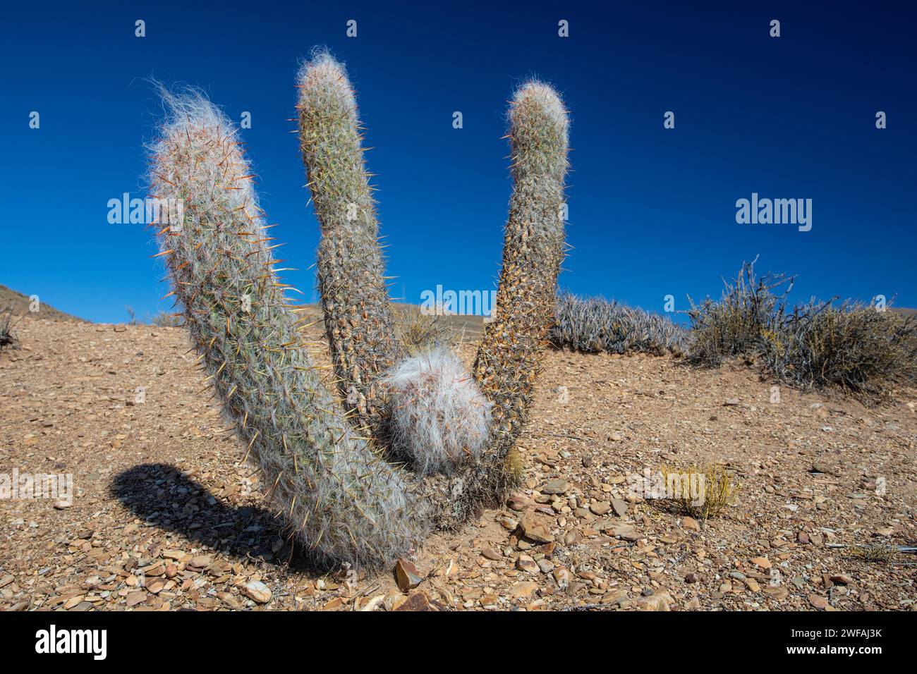 Trolii hi-res stock photography and images - Alamy