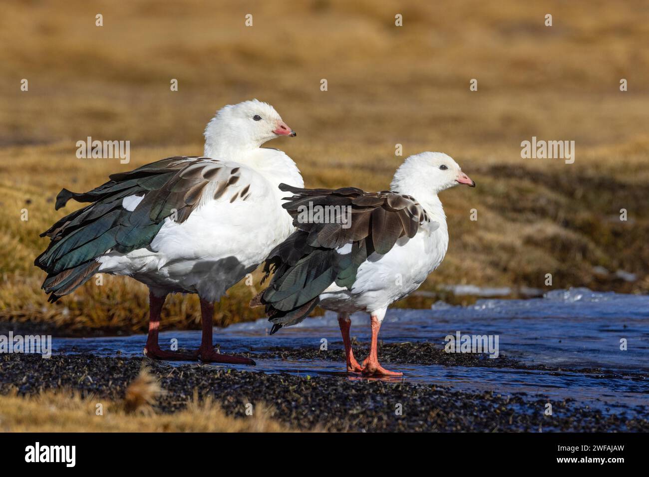 Andean geese hi-res stock photography and images - Alamy