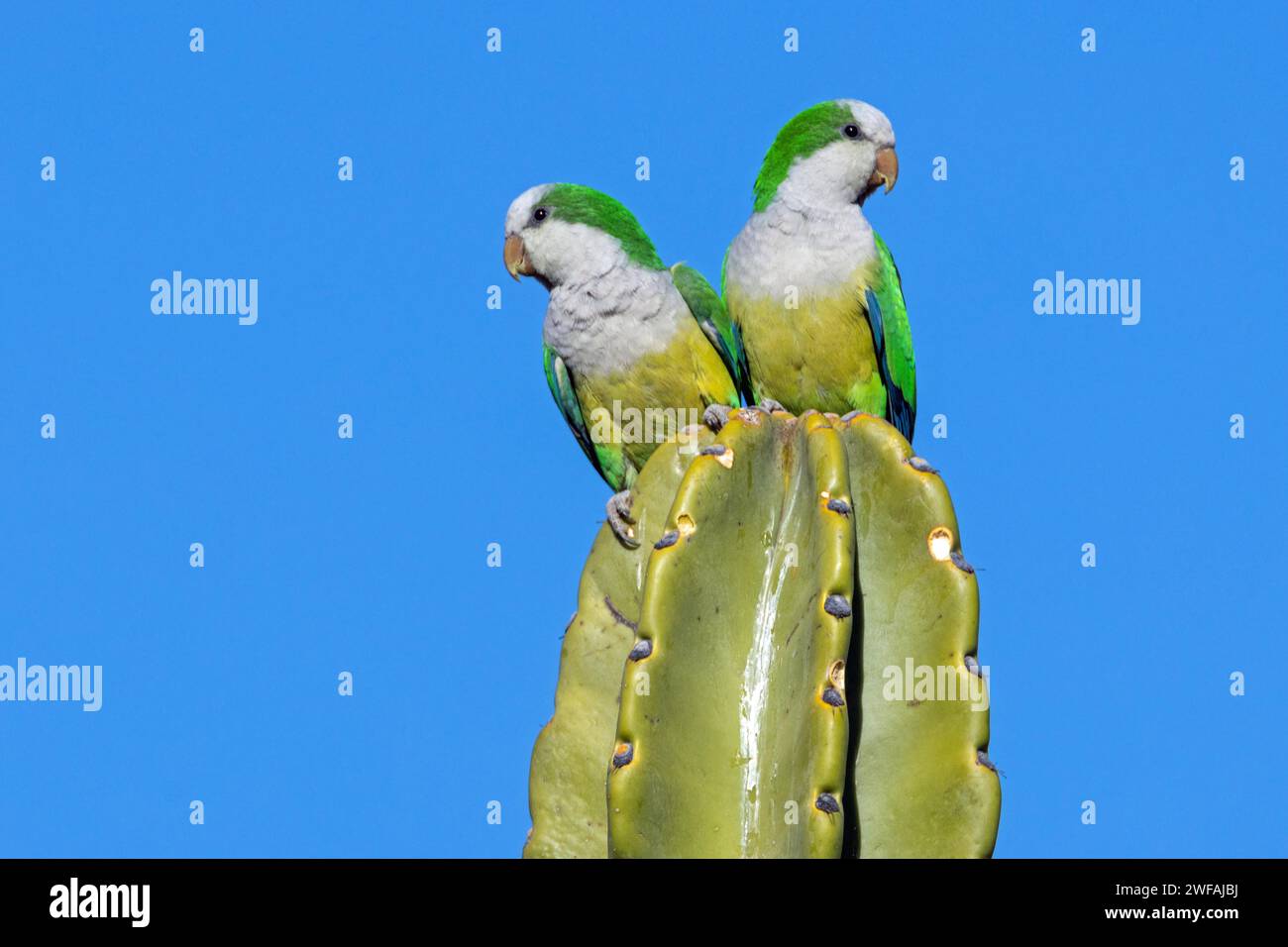 Monk bird hi-res stock photography and images - Alamy