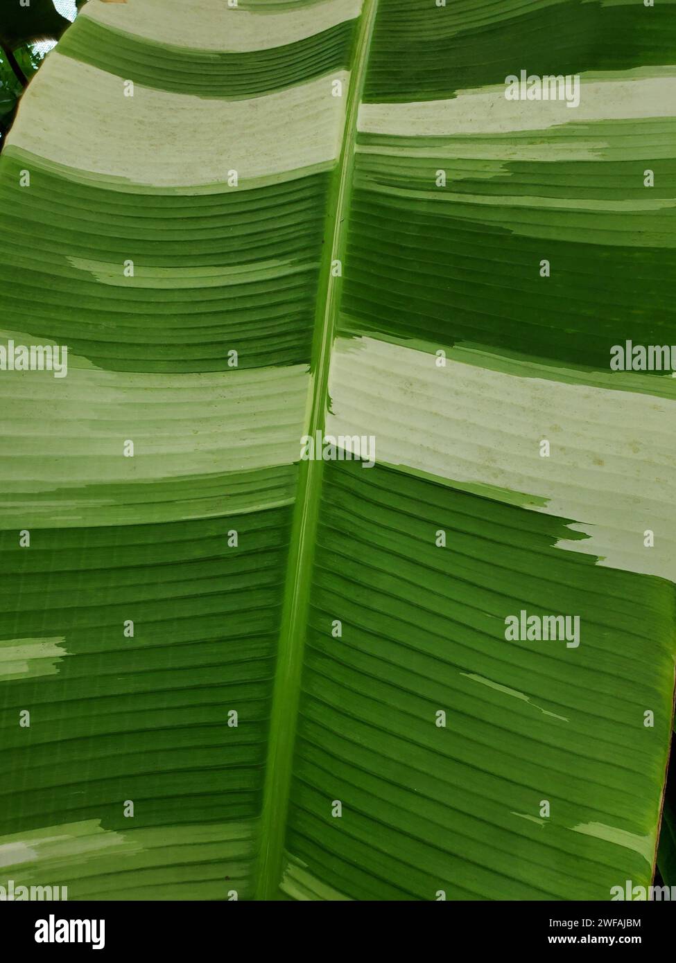 Beautiful and large white and green leaf of a variegated Banana Musa ...