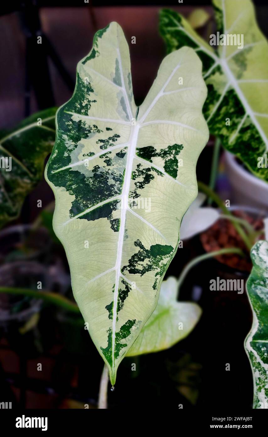 Stunning white and green marbled leaf of Alocasia Frydek Variegated ...