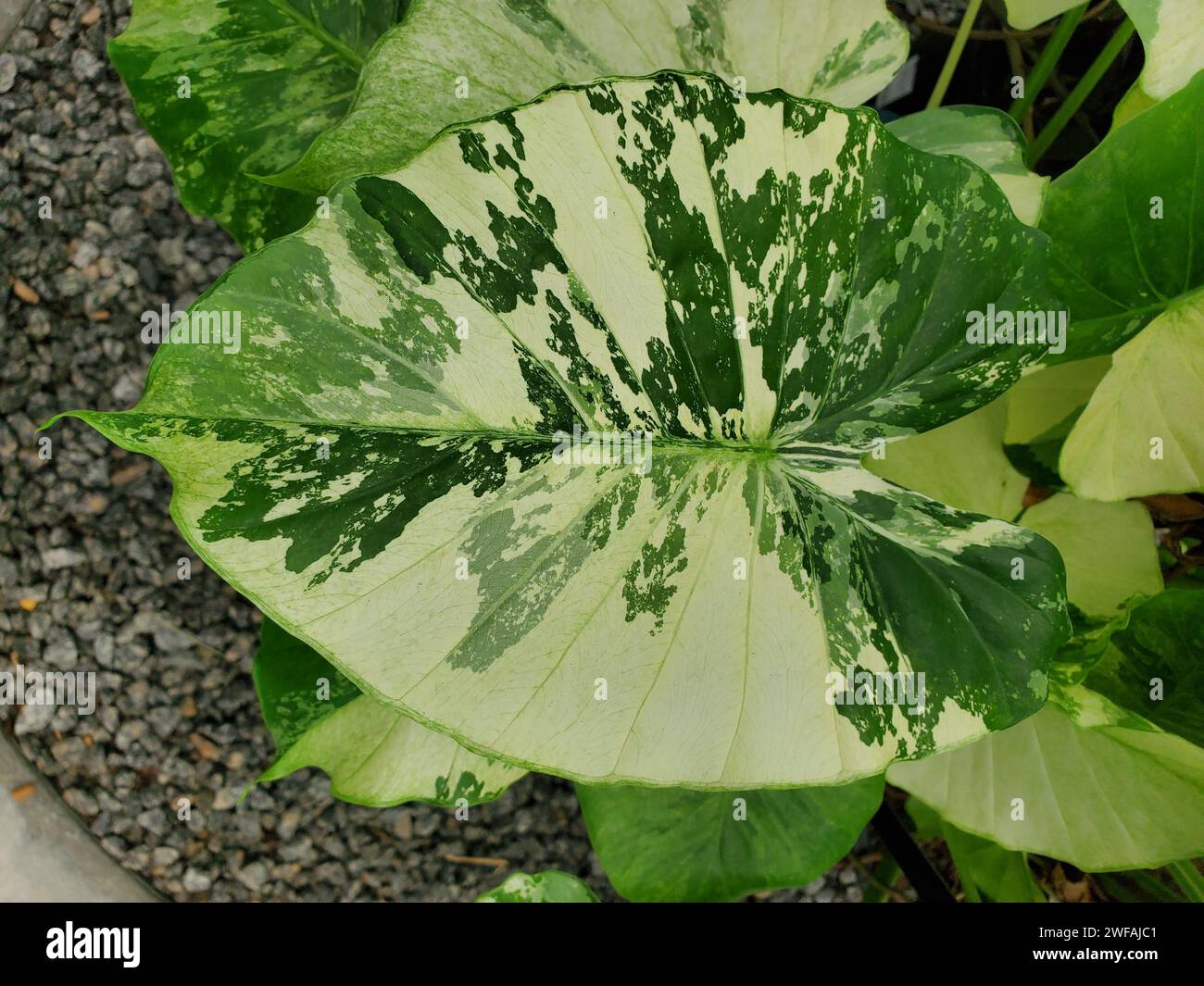 Marbled leaf hi-res stock photography and images - Alamy