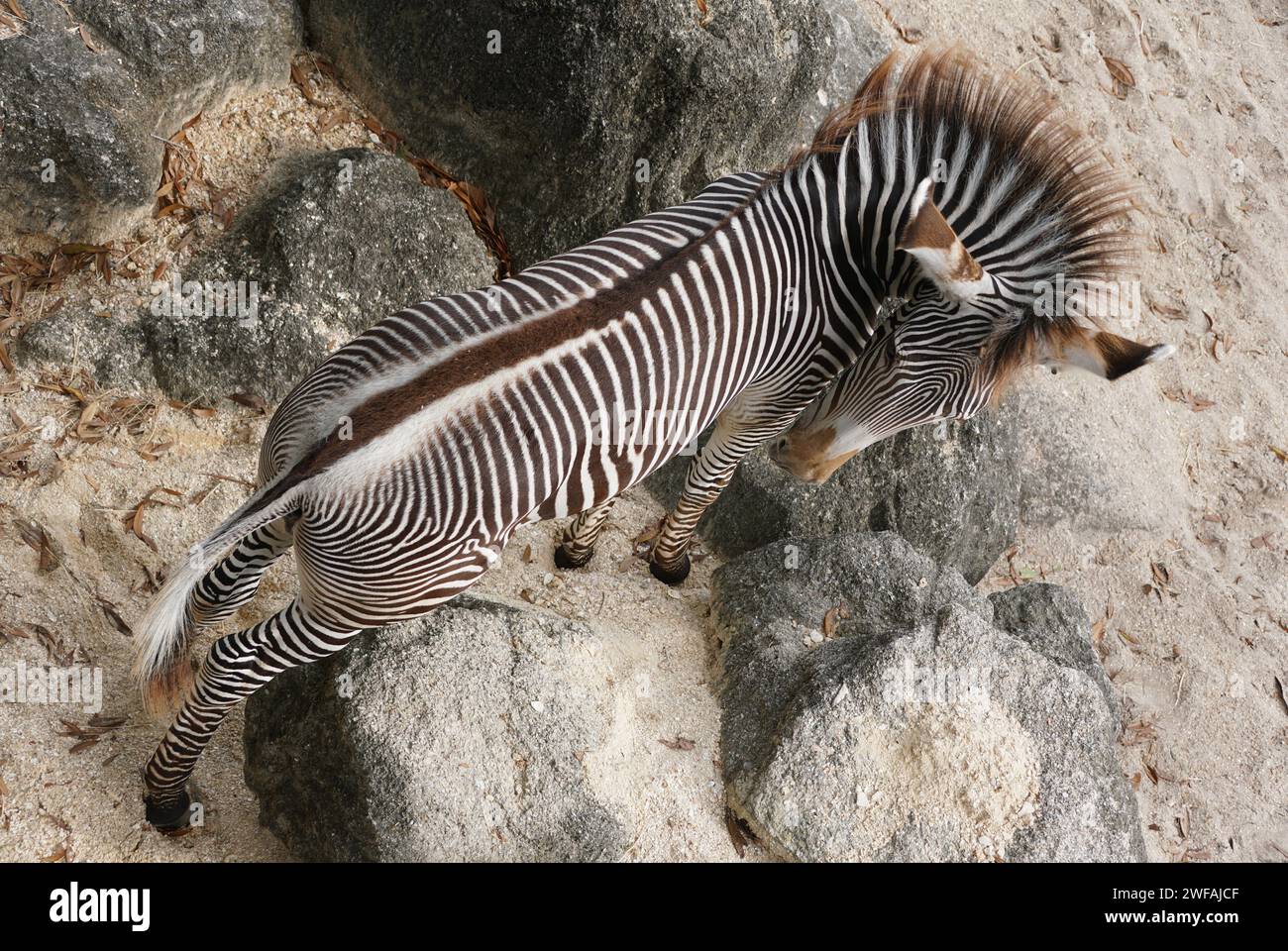 The top view of an adult zebra standing on a rocky ground Stock Photo ...