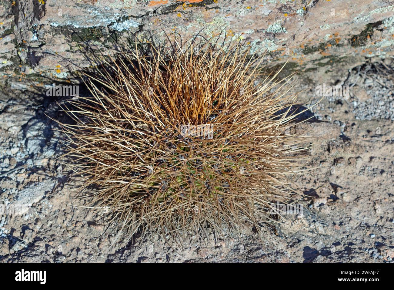 Lobivia hi-res stock photography and images - Alamy