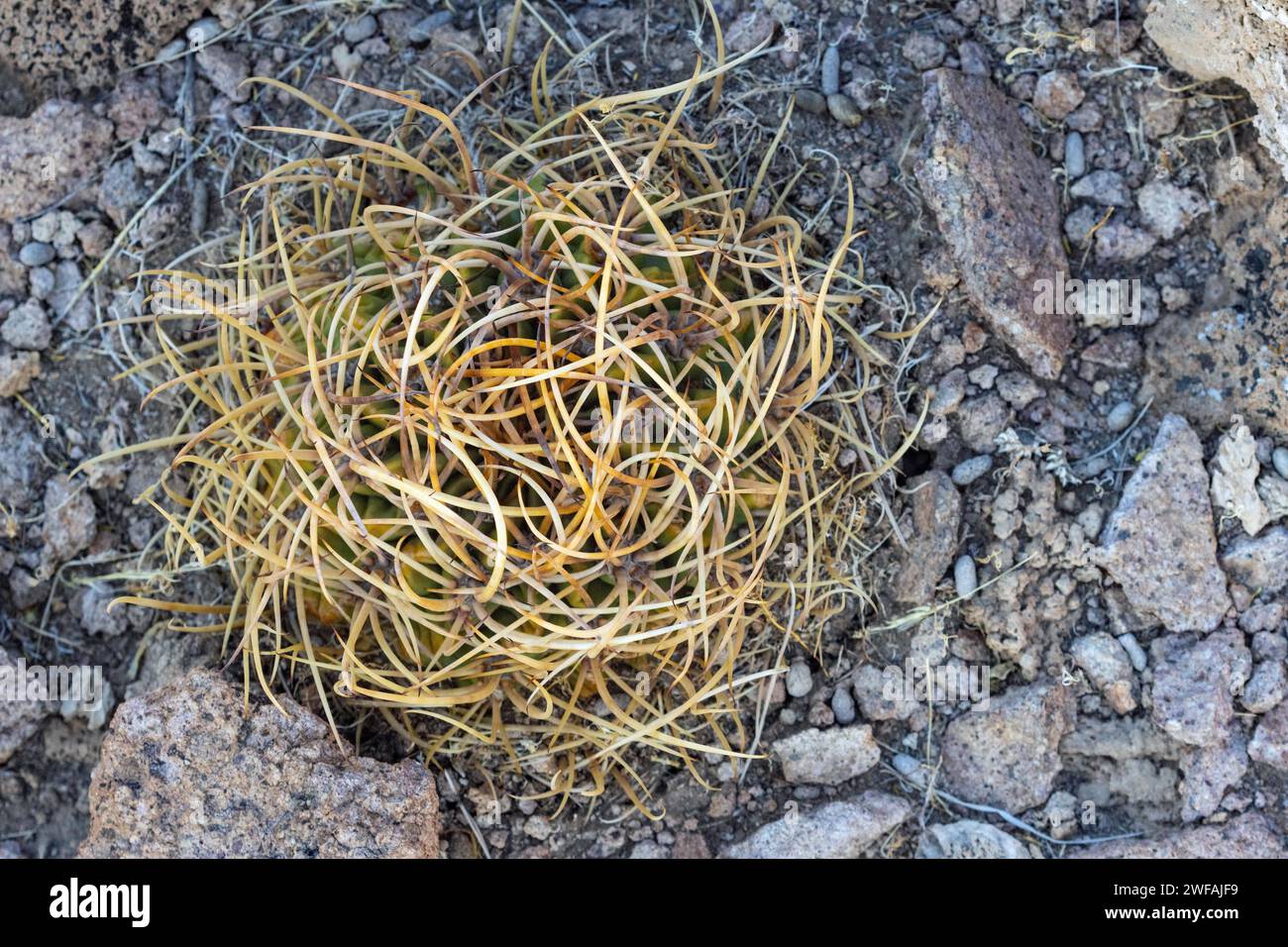 Lobivia hi-res stock photography and images - Alamy