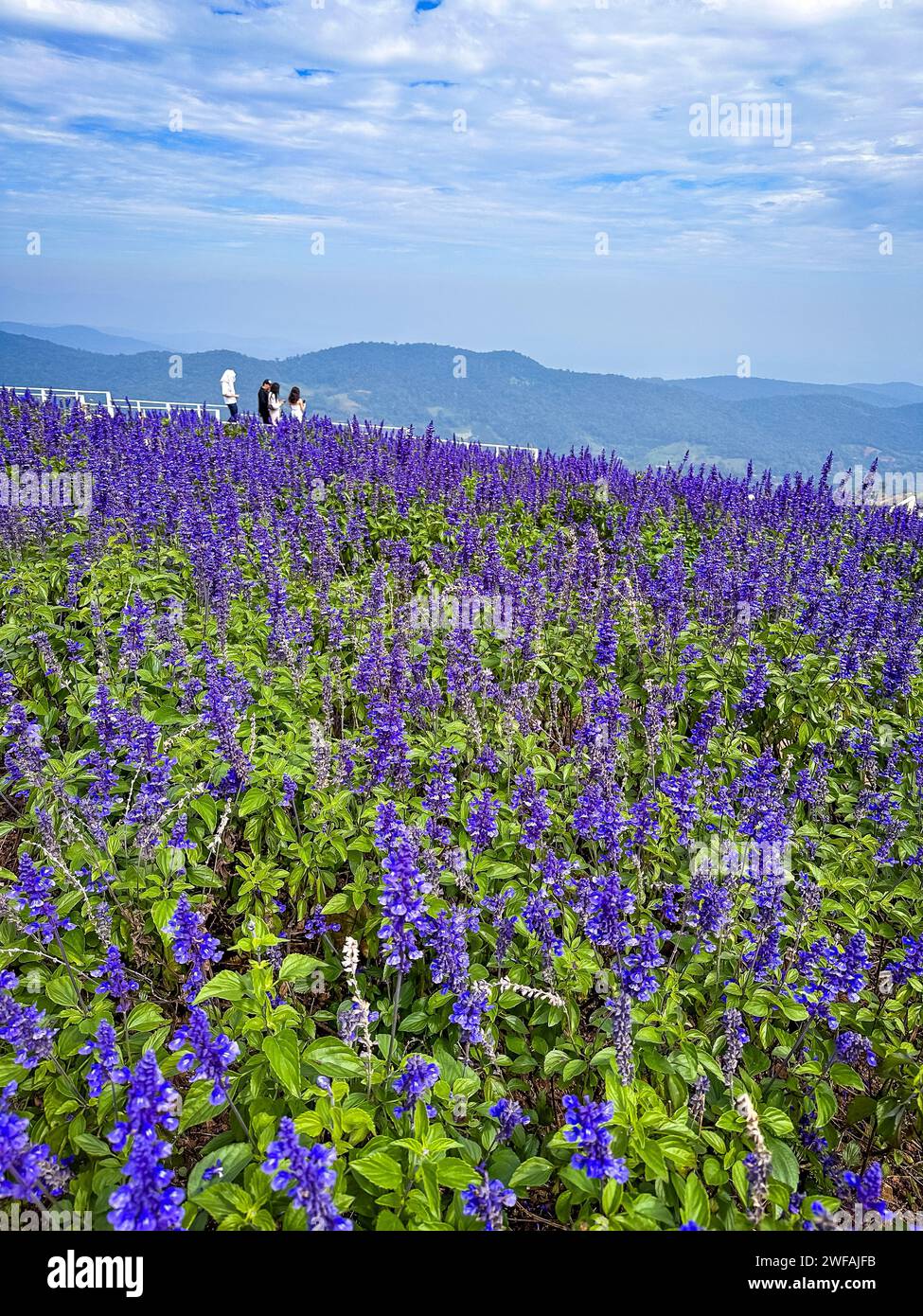Ying Yong flower garden in Mae Rim, Chiang Mai Stock Photo - Alamy