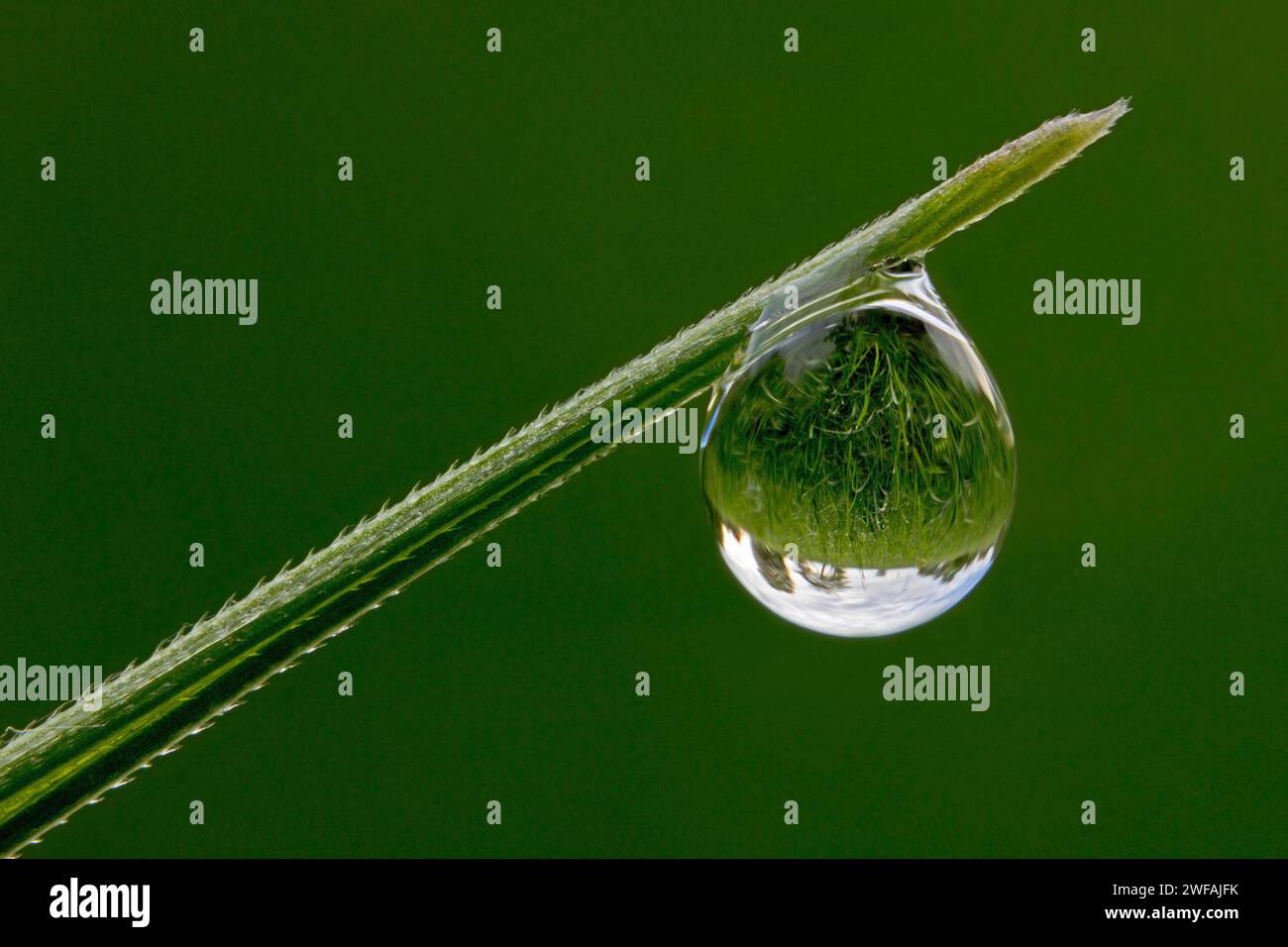 Drops water on blade hi-res stock photography and images - Alamy