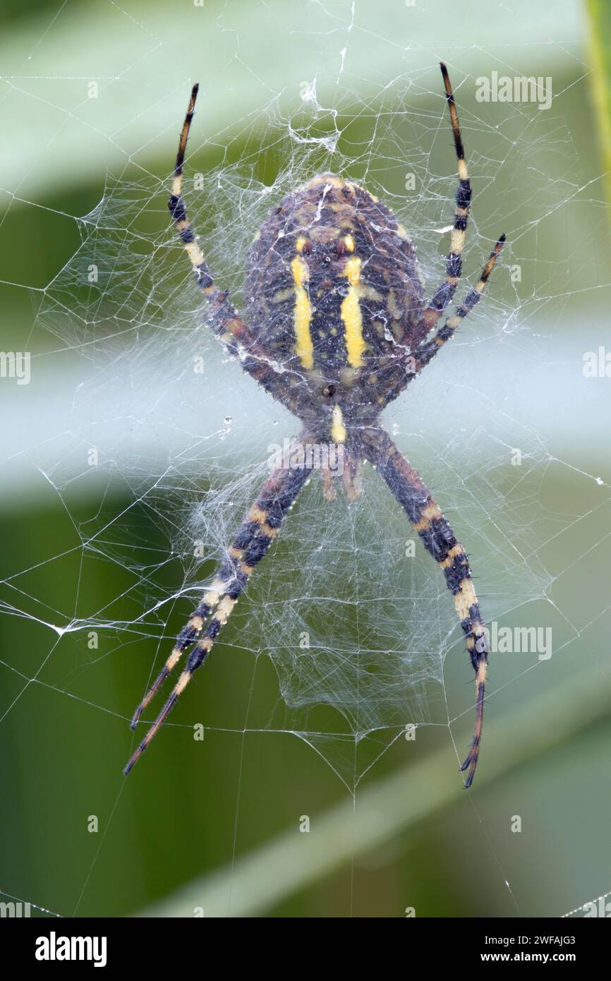 Underside of wasp spider Stock Photo - Alamy