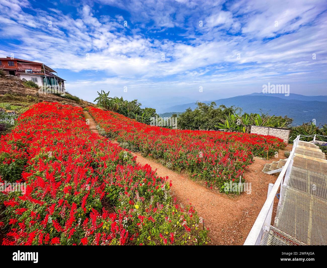 Ying Yong flower garden in Mae Rim, Chiang Mai Stock Photo - Alamy