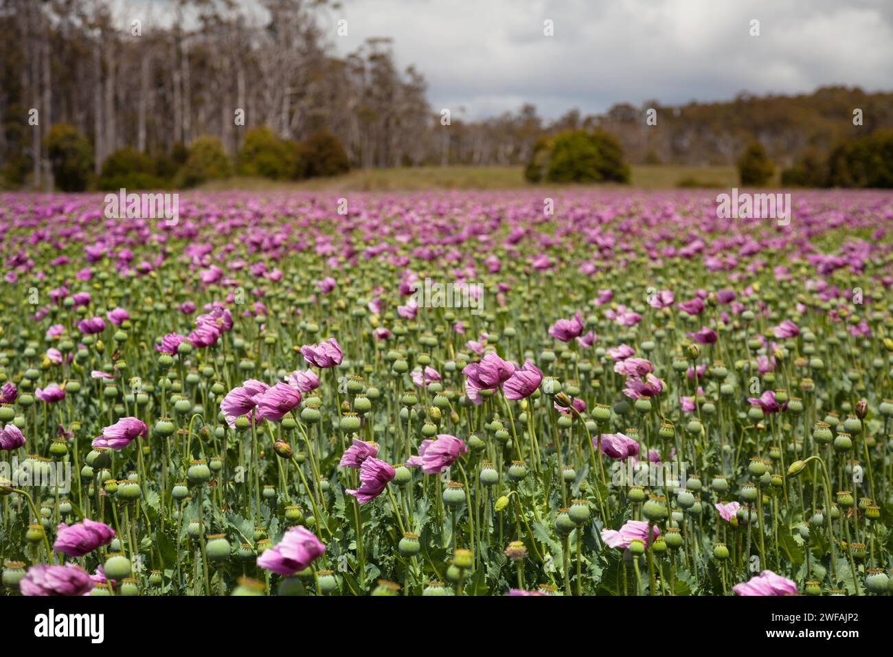 Poppy field in tasmania hi-res stock photography and images - Alamy
