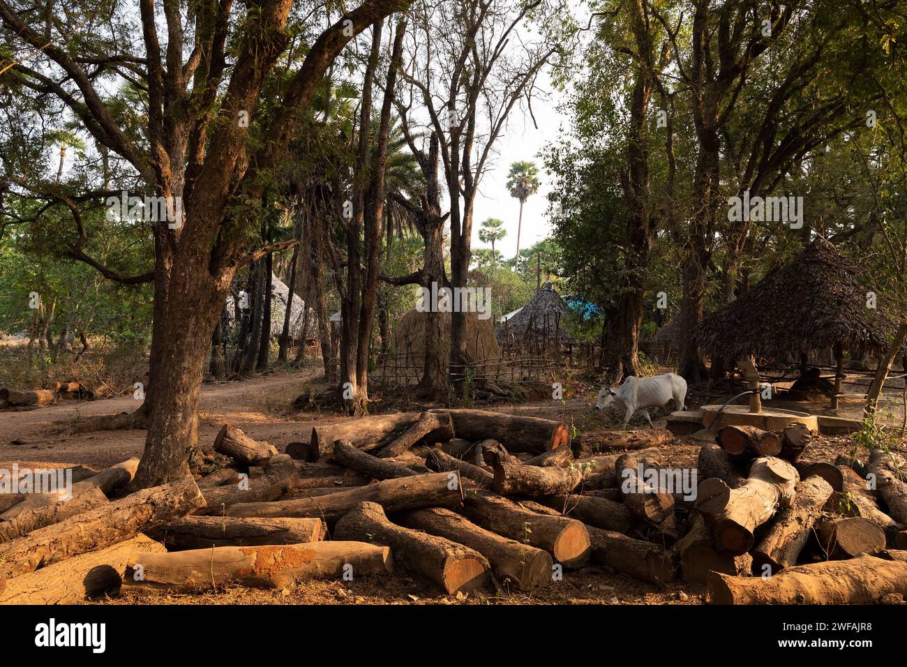 Tree trunks, village near Addateegala, Andhra Pradesh, India Stock ...