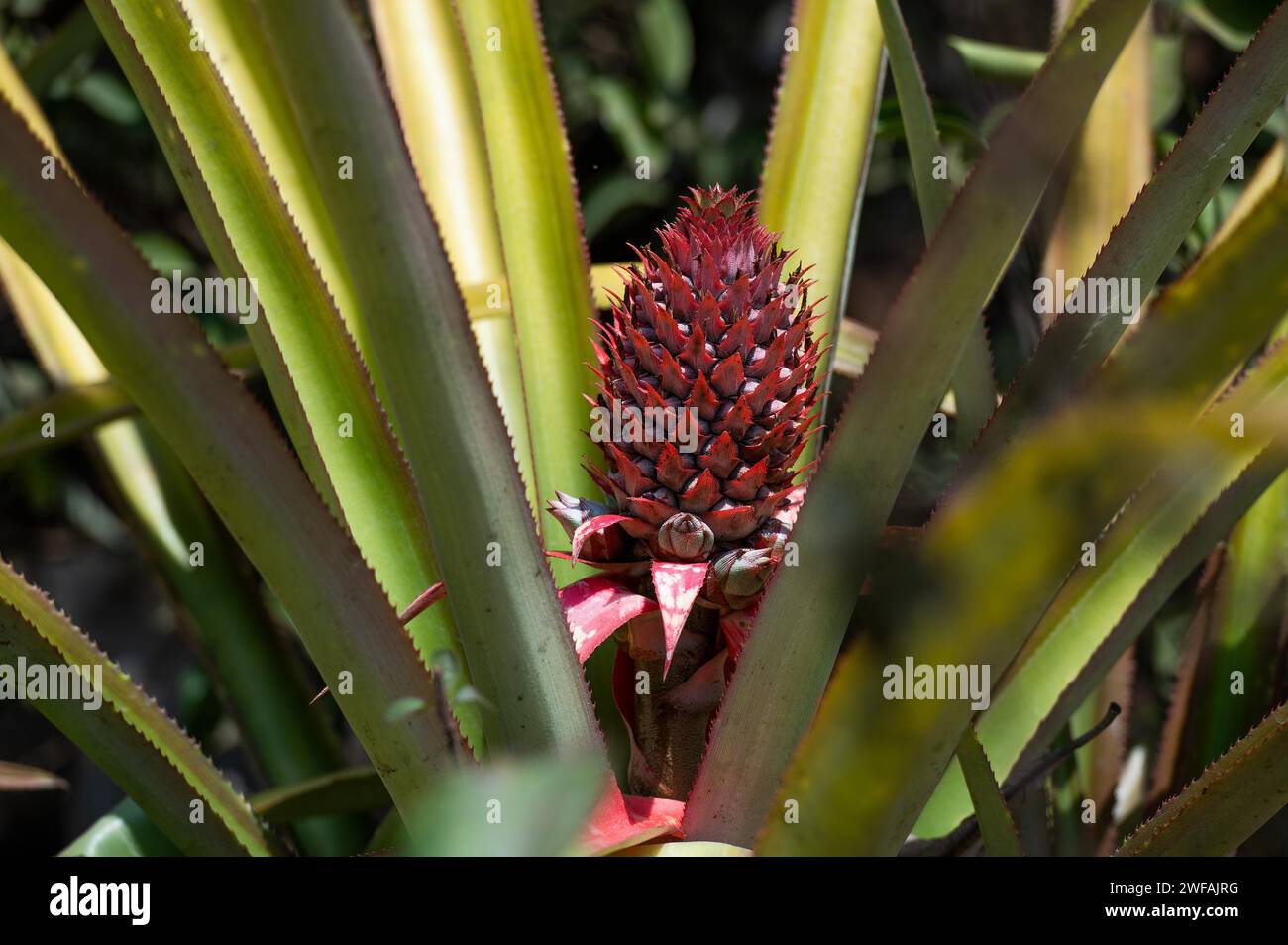 Food plant of india hi-res stock photography and images - Alamy