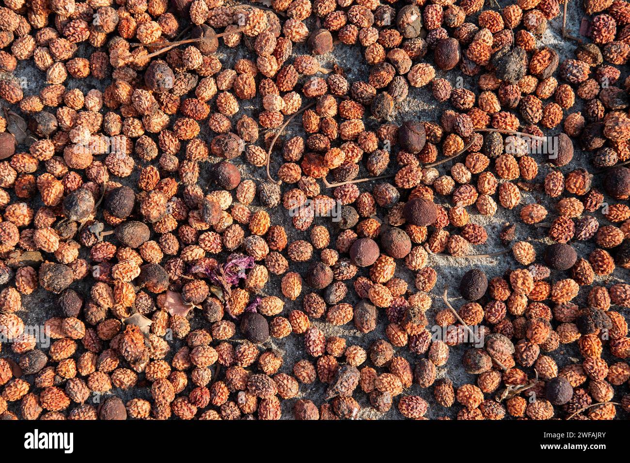 Fruits of the Rudraksha tree being dried, sacred tree in Hinduism ...
