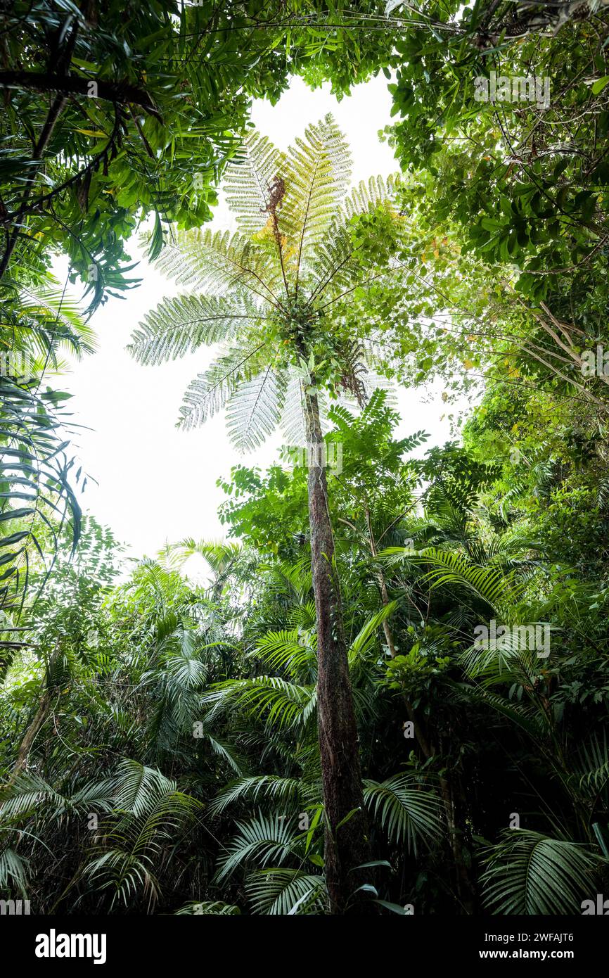 Jungle rainforest jungle in Australia Stock Photo - Alamy