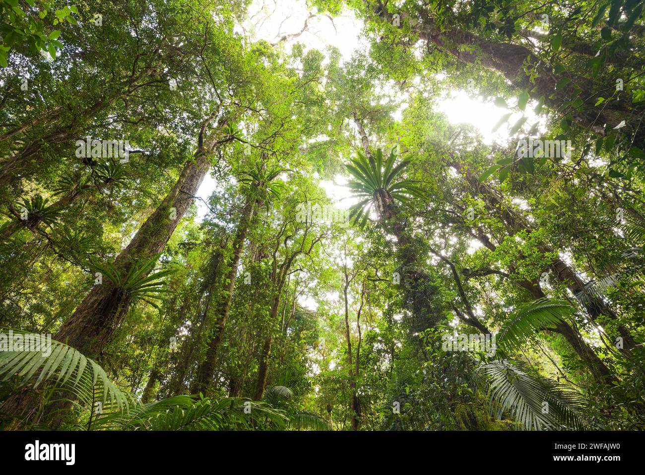 Australian jungle. New South Wales, Australia Stock Photo - Alamy