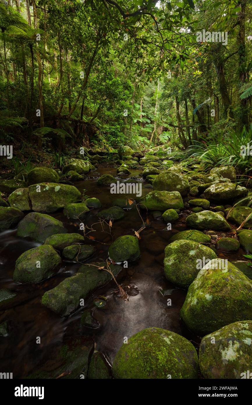 Stream in the Australian jungle. Subtropical rainforest in New South ...