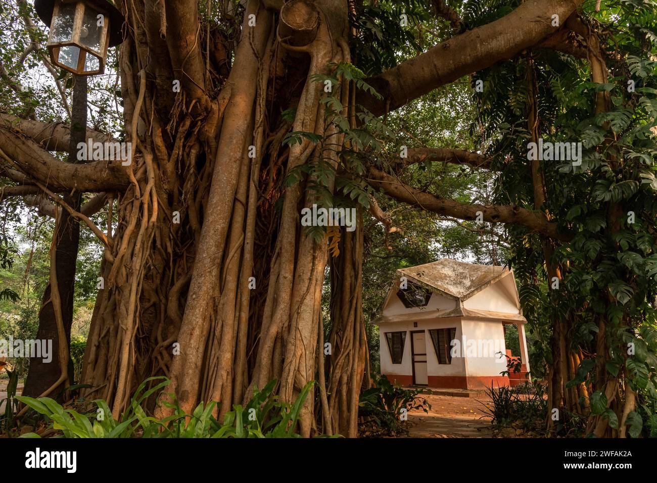 Banyan Tree, Central Guest House, future city Auroville, near ...