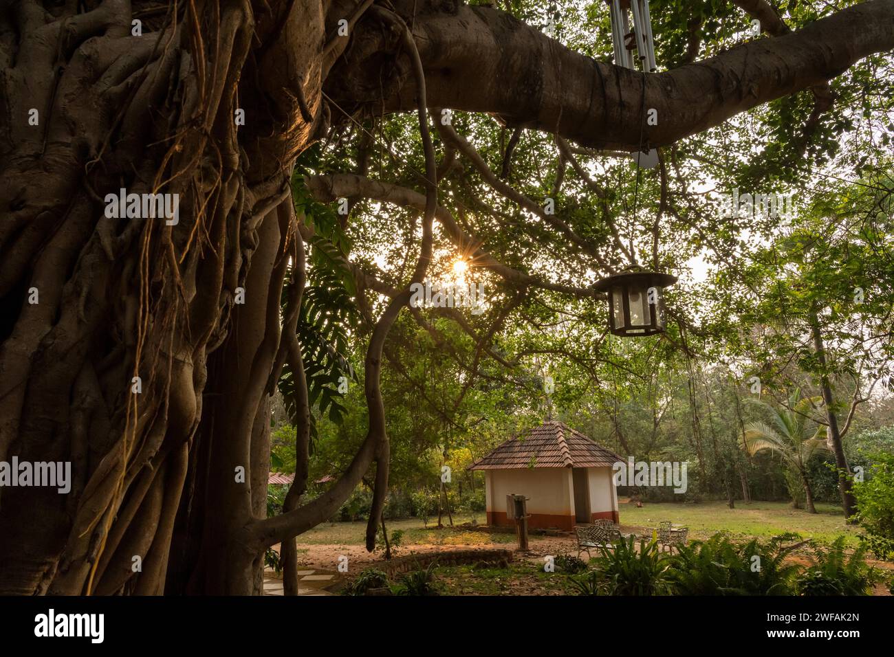 Banyan Tree, Central Guest House, future city Auroville, near ...