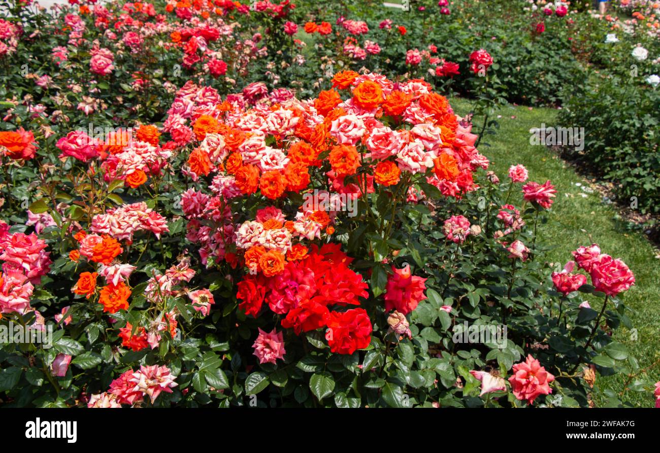 Red, orange and pink roses in a botanical park on display Stock Photo ...