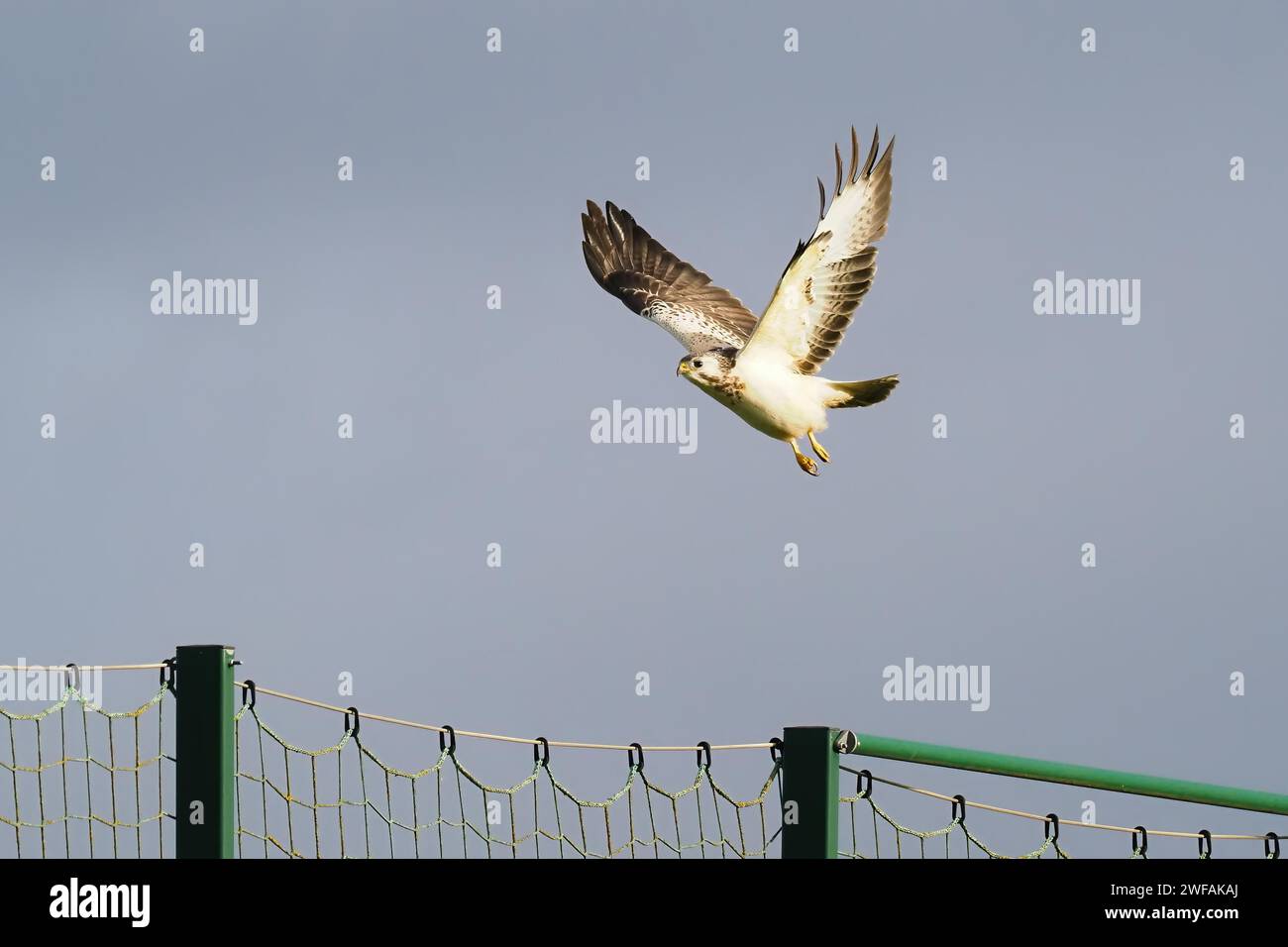 Buzzard buteo buteo white morph hi-res stock photography and images - Alamy