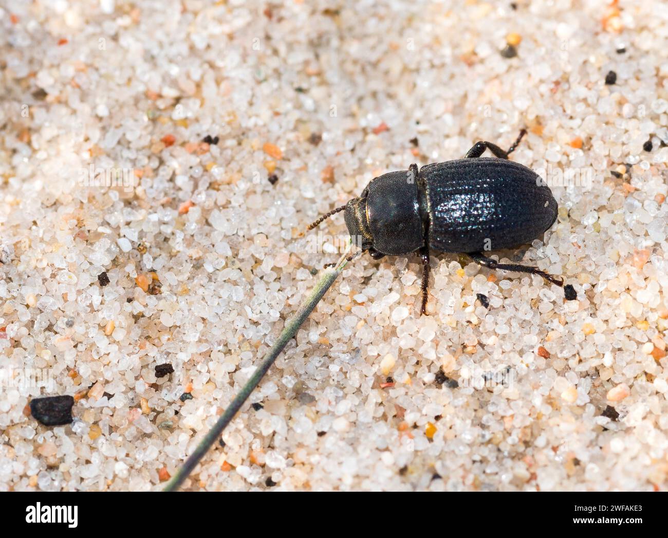 Dune black beetle (Phylan gibbus) on sandy ground with visible grain ...