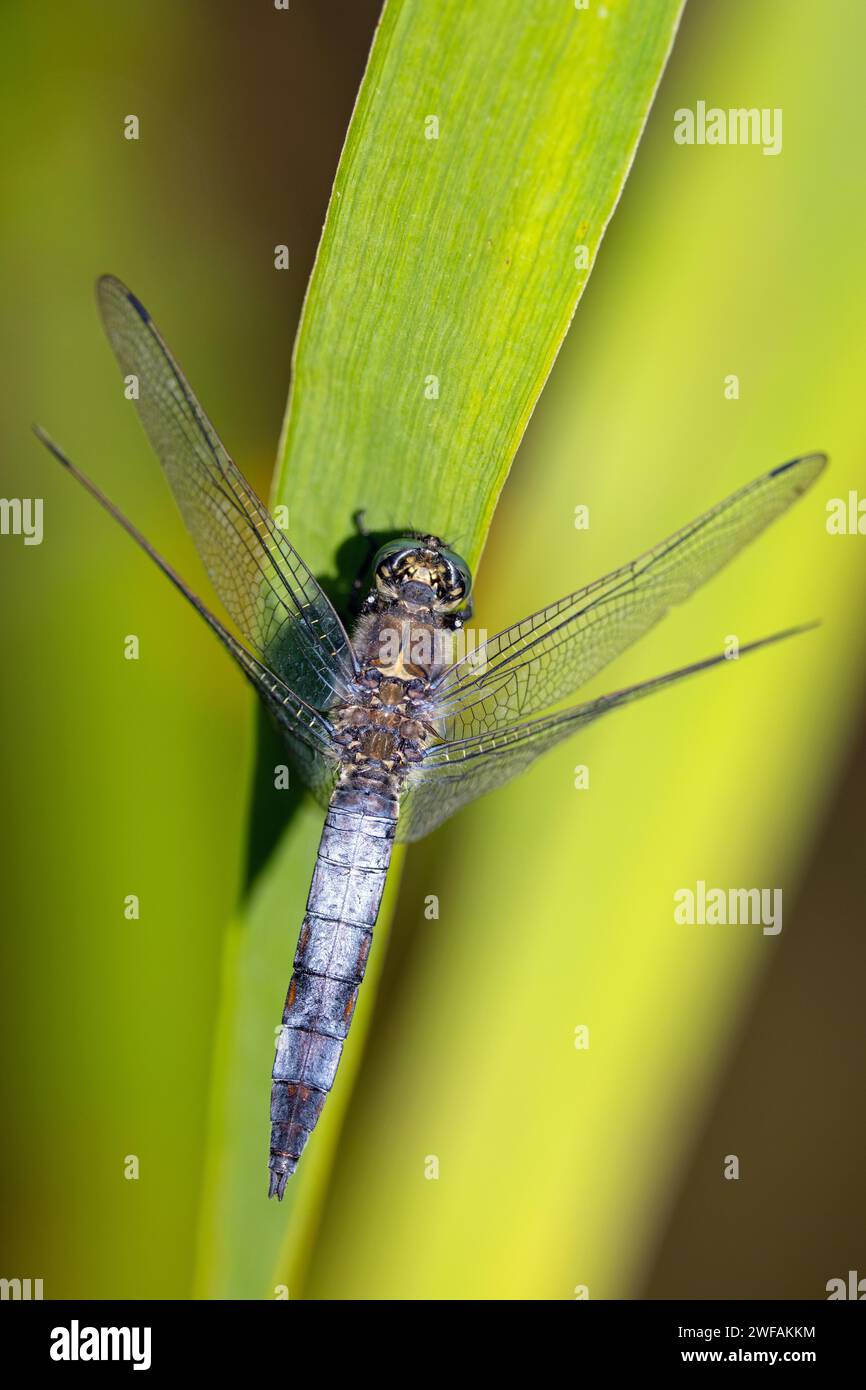 Large blue arrow Stock Photo - Alamy