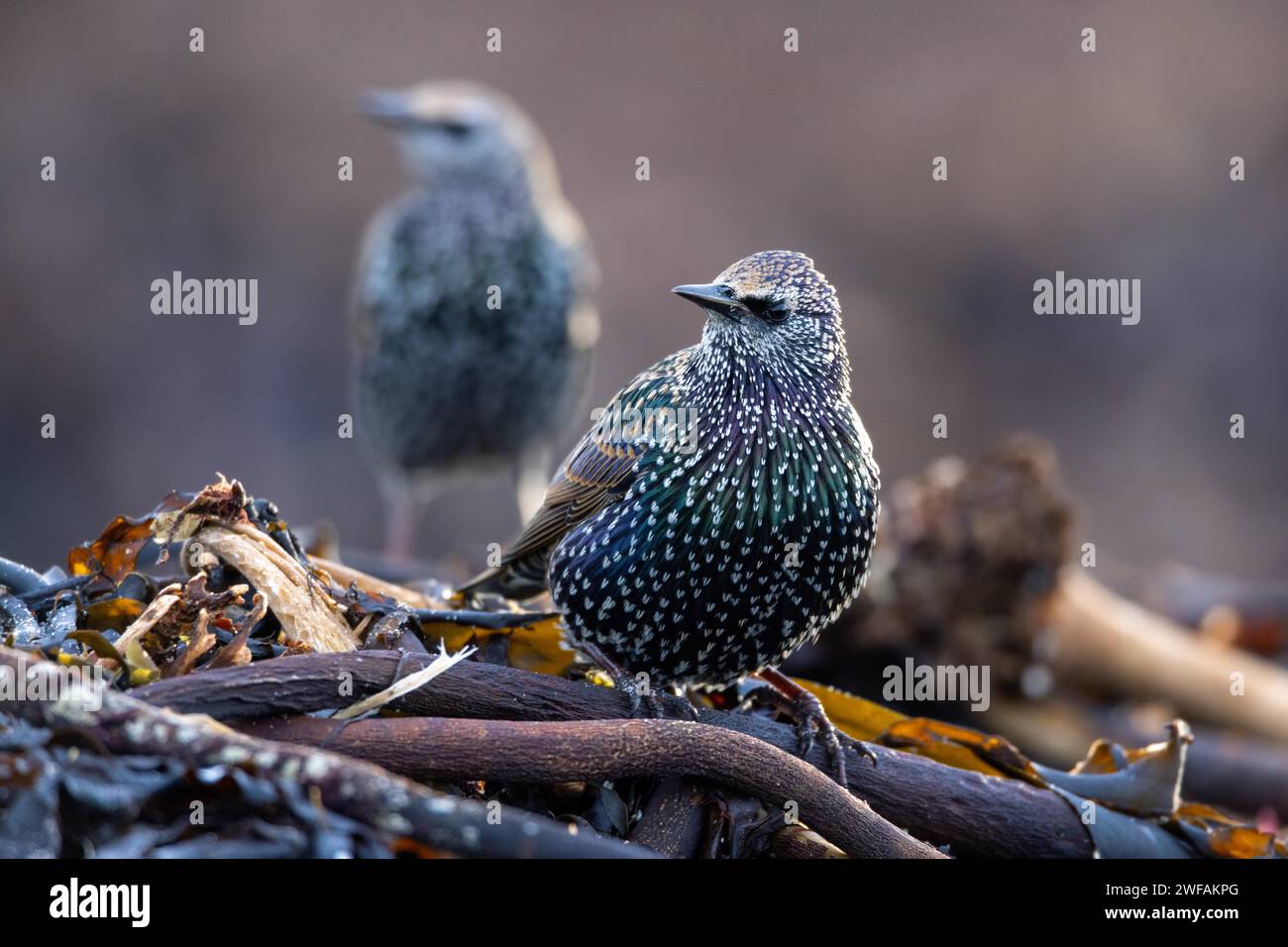 Stern bird hi-res stock photography and images - Alamy