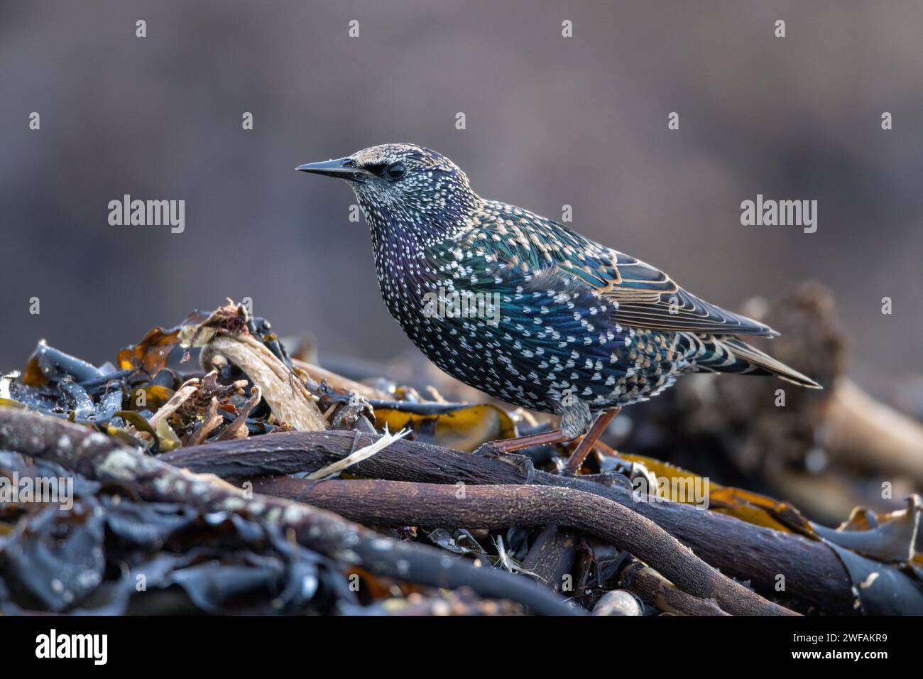Stern bird hi-res stock photography and images - Alamy