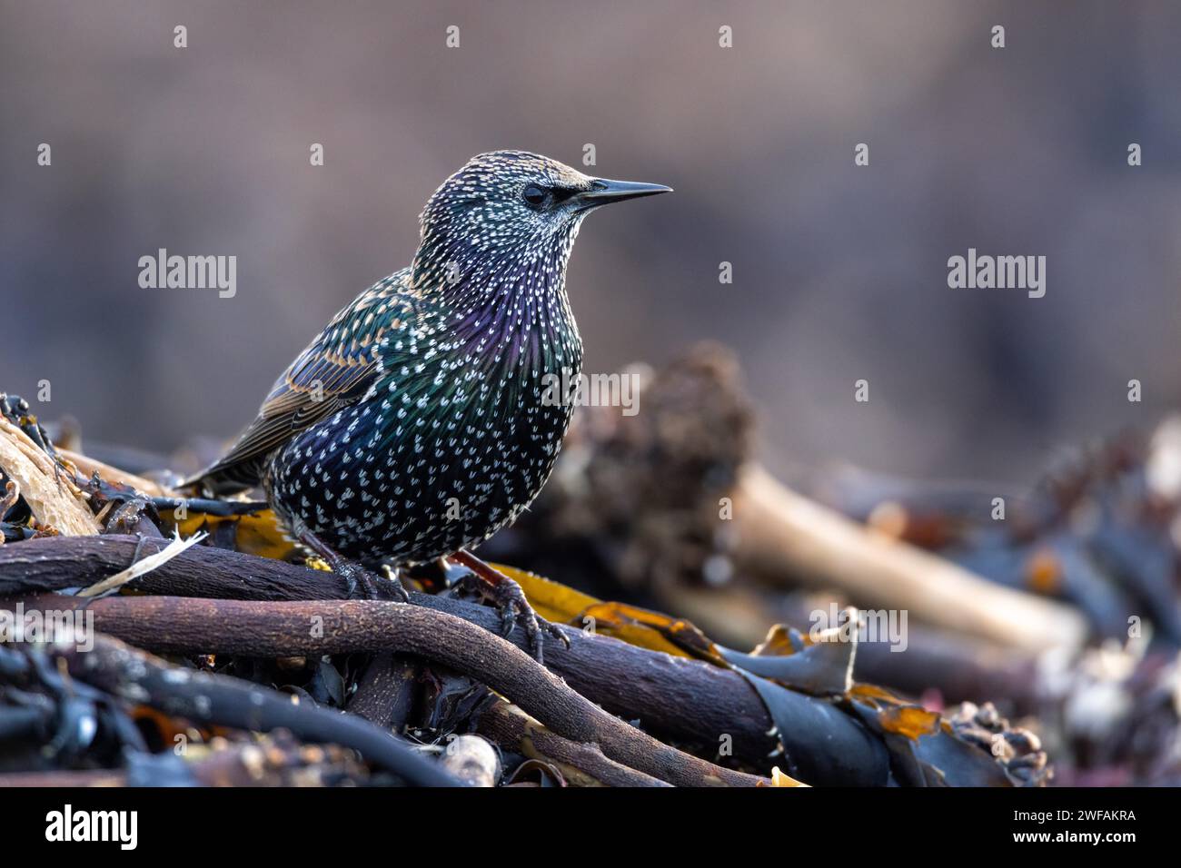 Stern bird hi-res stock photography and images - Alamy