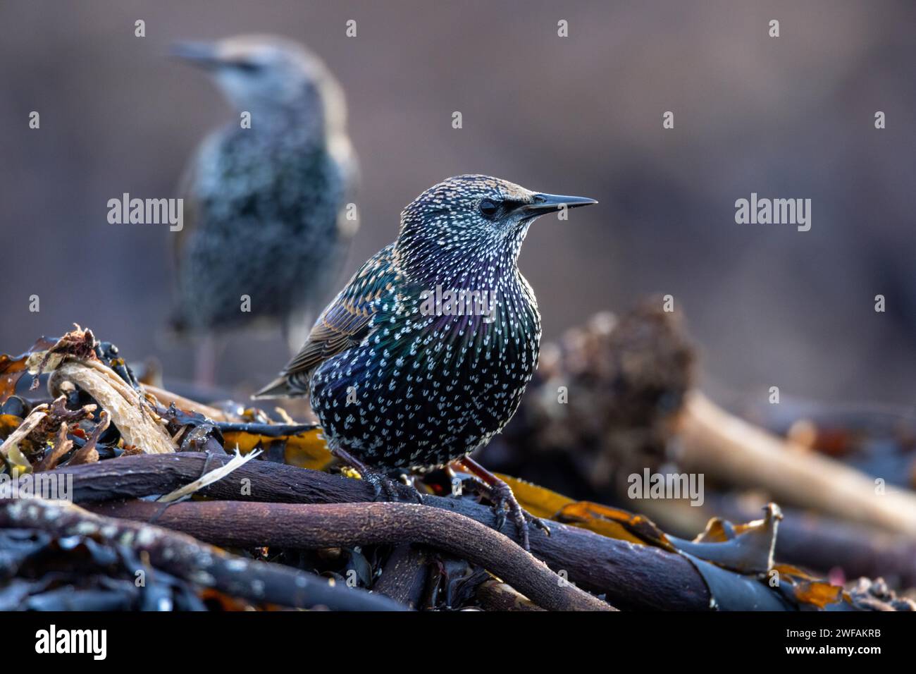 Stern bird hi-res stock photography and images - Alamy