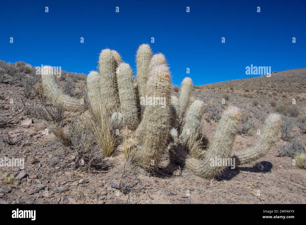 Trolii hi-res stock photography and images - Alamy