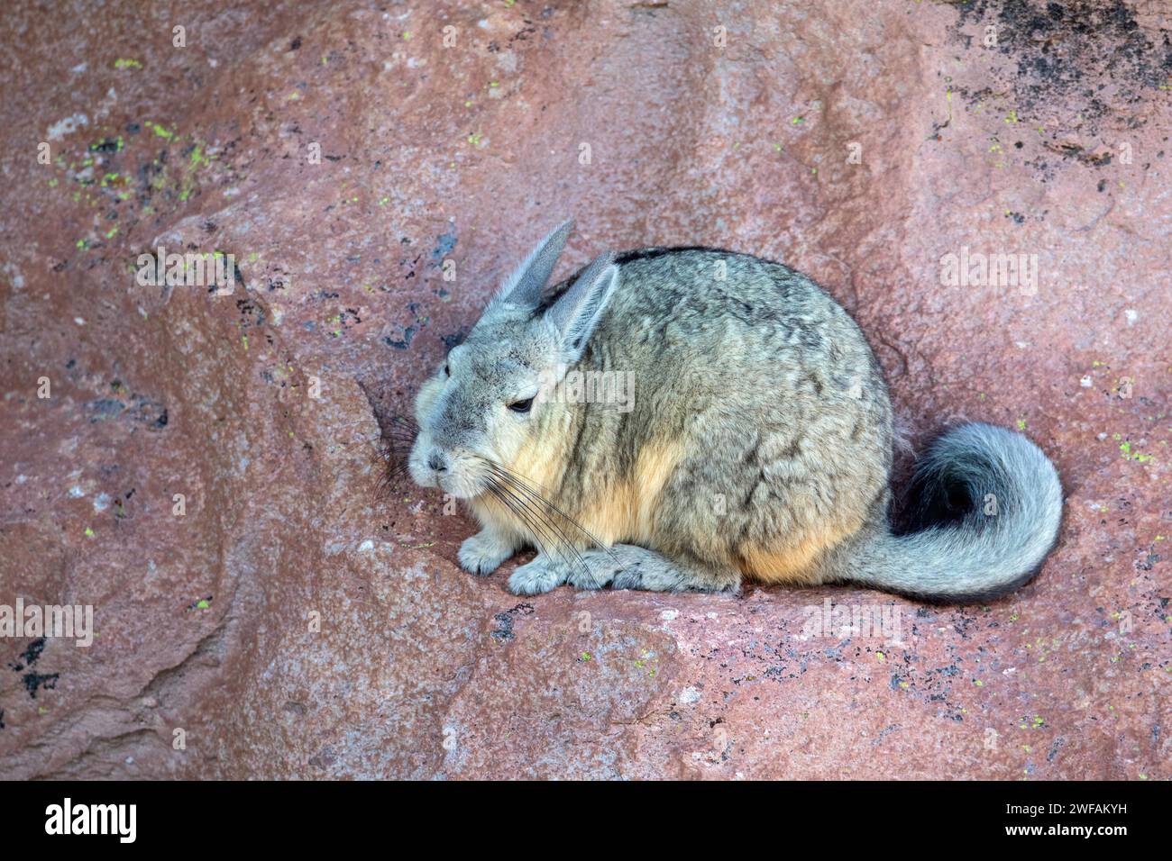 Plains viscacha hi-res stock photography and images - Alamy