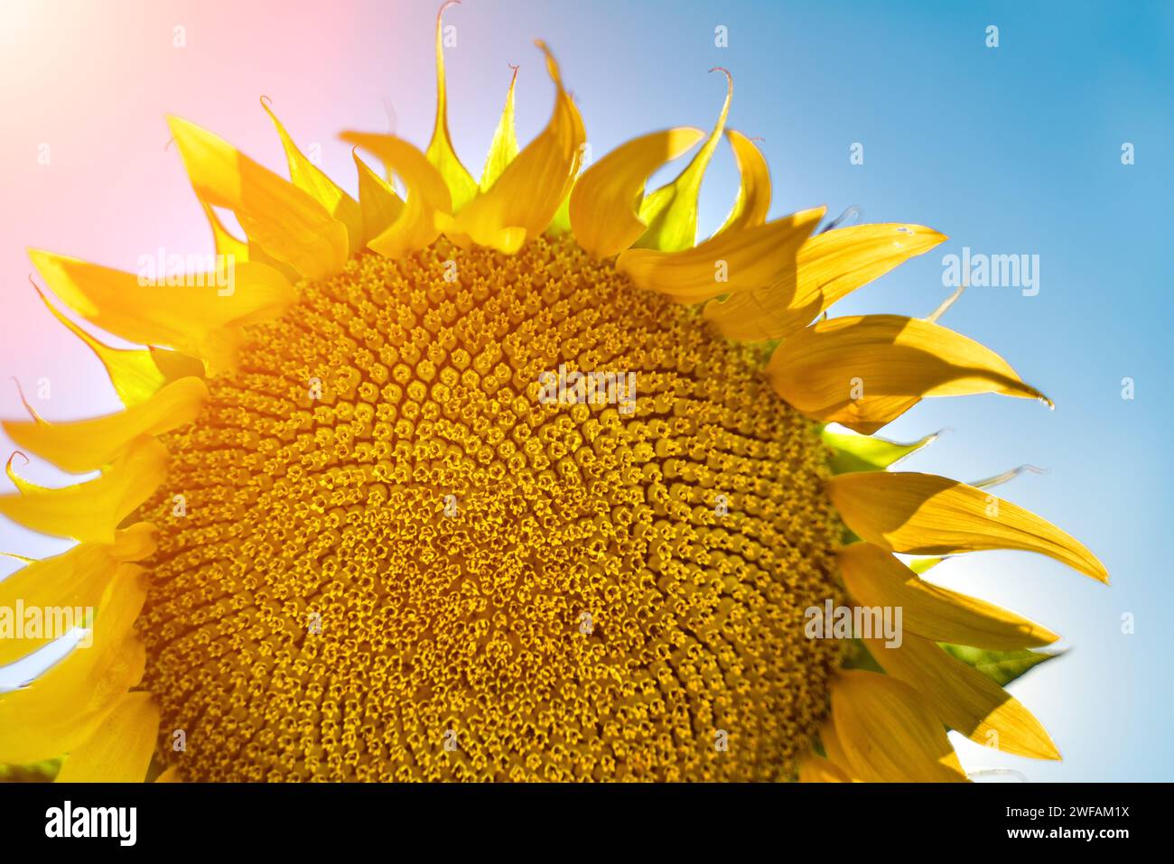 Half of a sunflower flower against a blue sky. The sun shines through ...