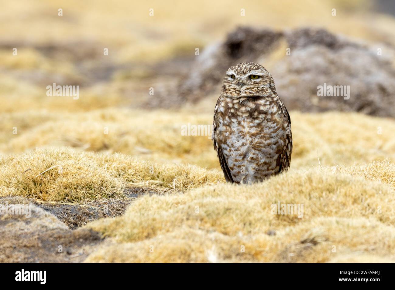 Burrowing owl photography hi-res stock photography and images - Alamy