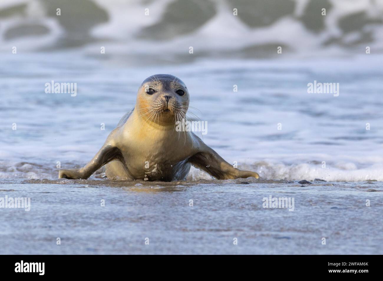 Seal predator hi-res stock photography and images - Alamy