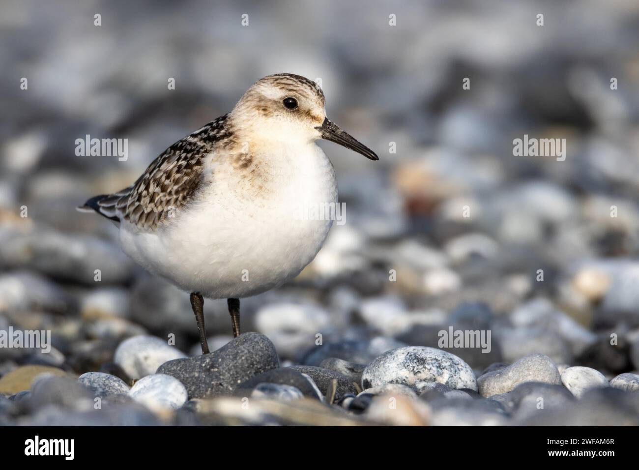 Sanderling wading bird hi-res stock photography and images - Alamy