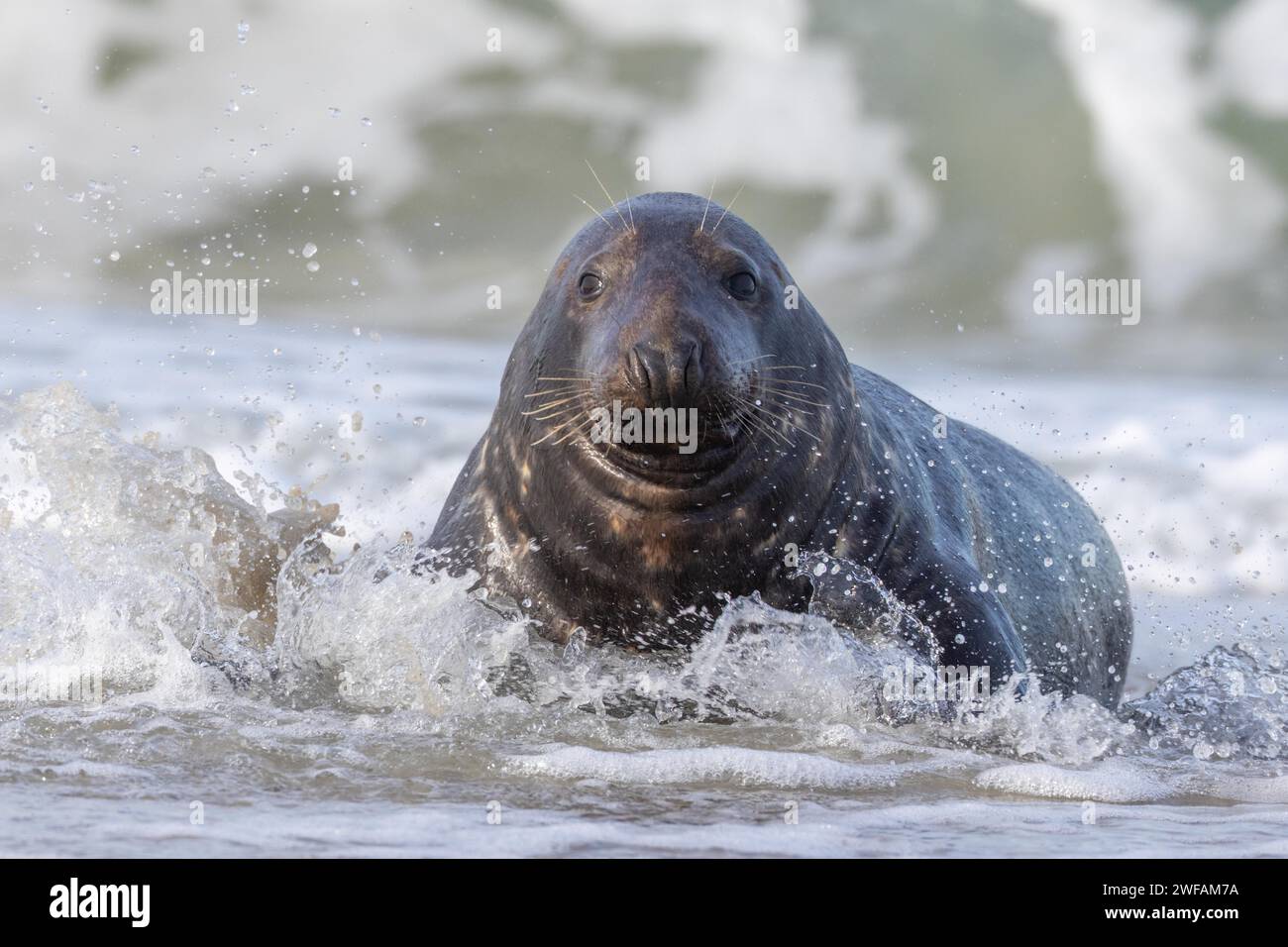 Seal predator hi-res stock photography and images - Alamy