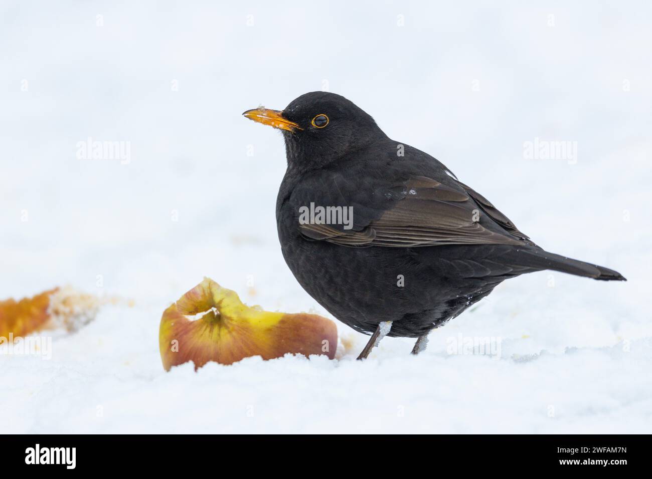 Blackbird apple hi-res stock photography and images - Alamy