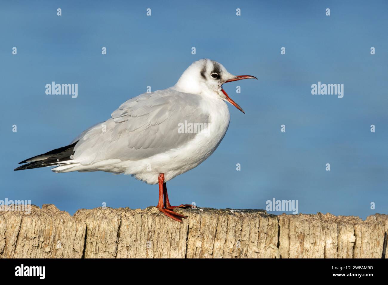 Black-headed Black-headed Gull Stock Photo - Alamy