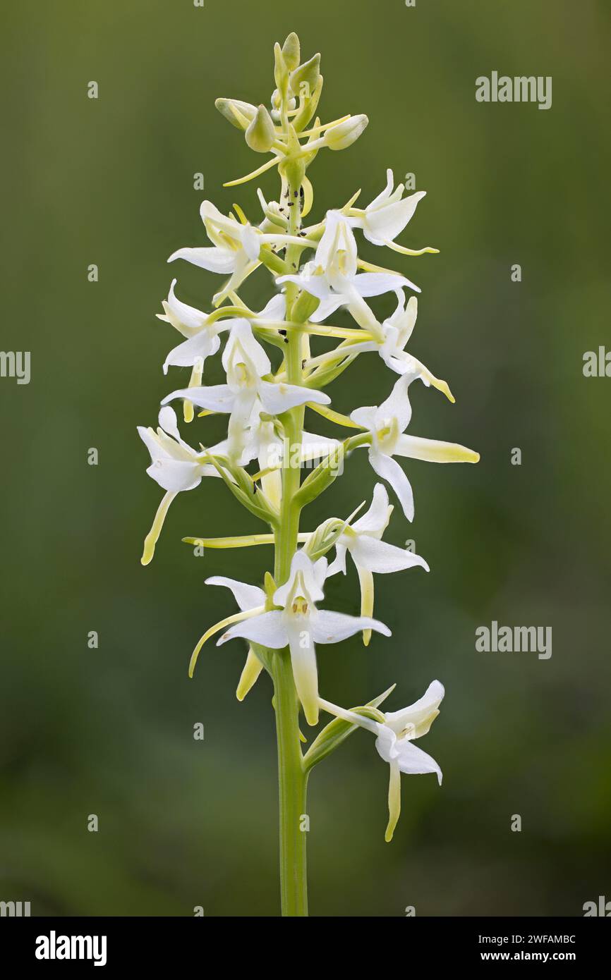 Greenish Forest Hyacinth Stock Photo - Alamy Greenish Forest Hyacinth Stock Photo - Alamy