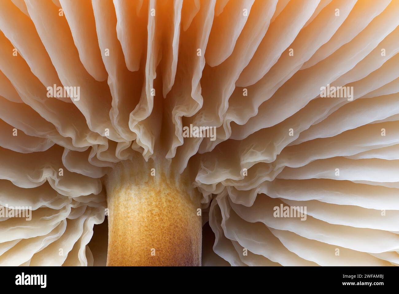 Fungus underside hi-res stock photography and images - Alamy