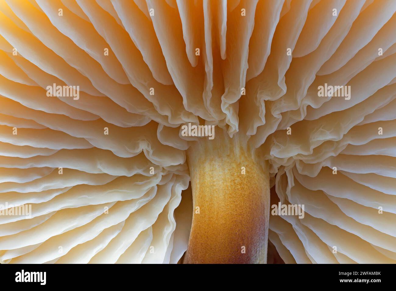 Fungus underside hi-res stock photography and images - Alamy