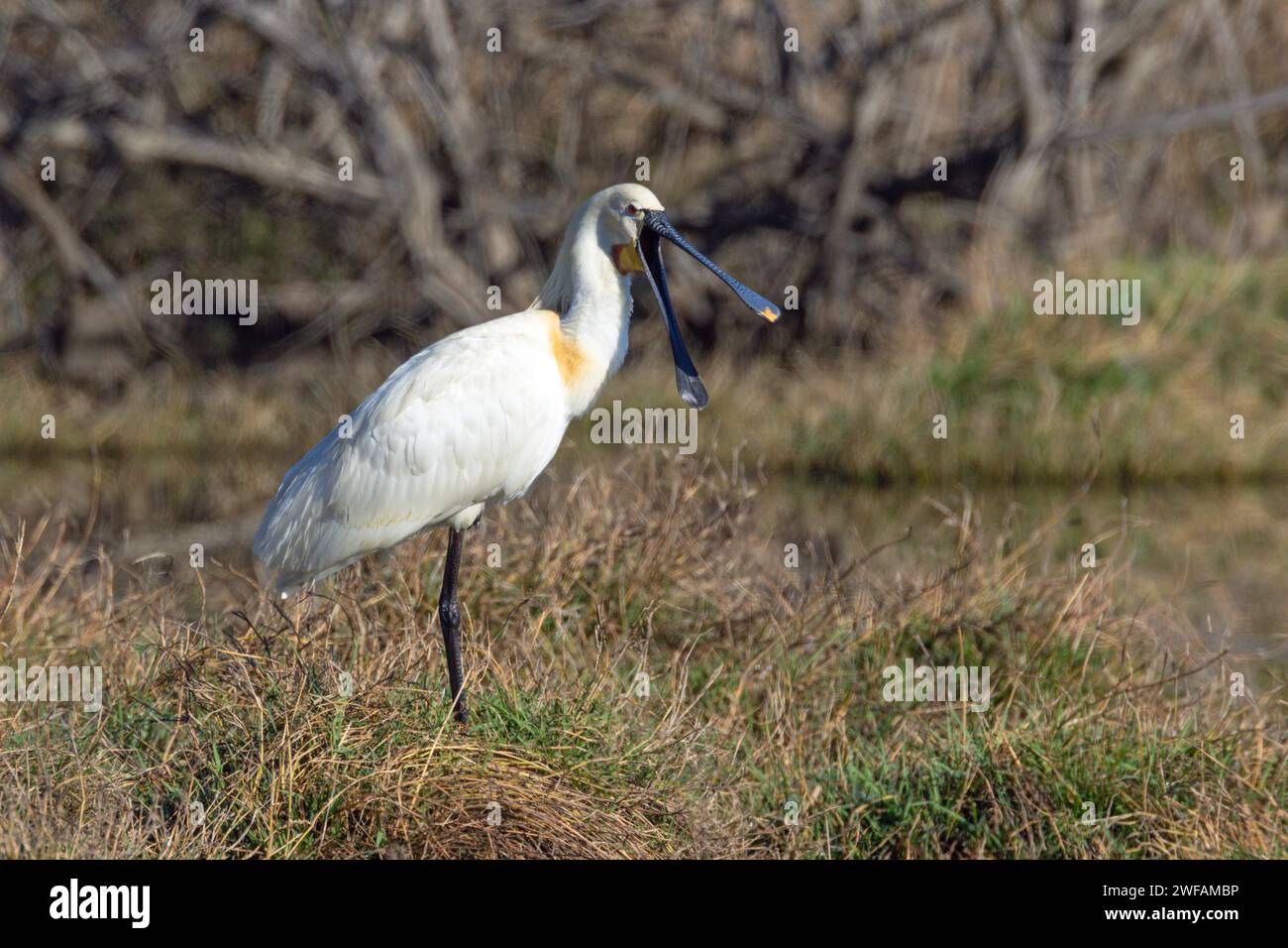 Eurasian spoonbill bird hi-res stock photography and images - Alamy